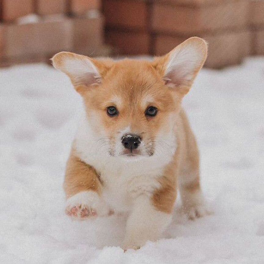 Детки вельш корги Пемброк