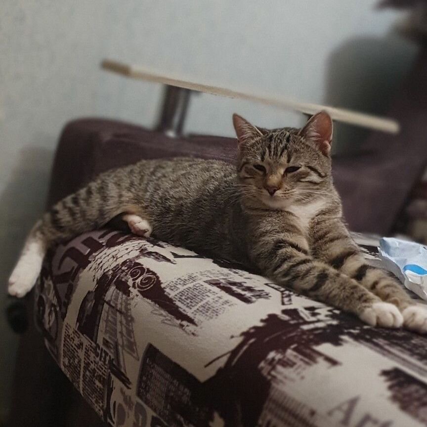 Кошка для вязки Бесплатно