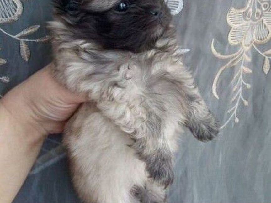 Домашние животные собаки щенки