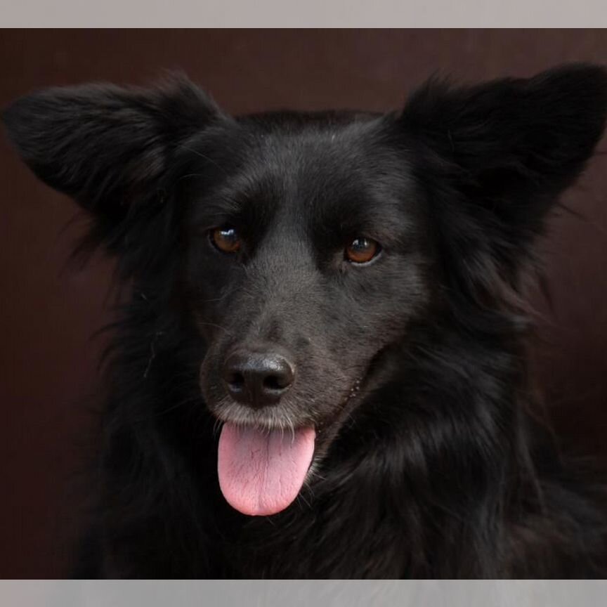 Взрослая собака в добрые руки