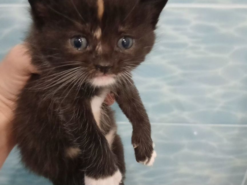Очаровательные котята