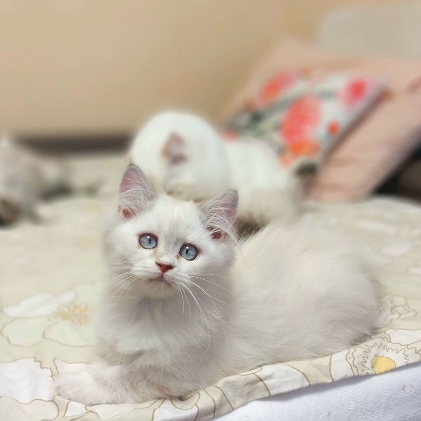 Шотландская голубоглазая девочка