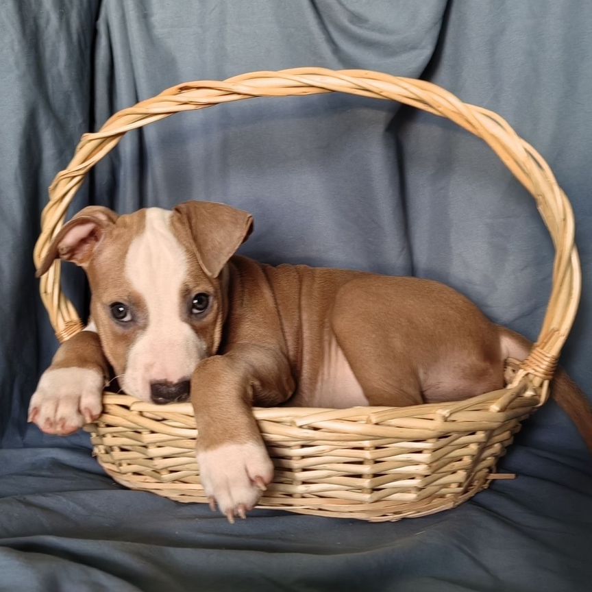 Американский стаффордширский терьер, щенок