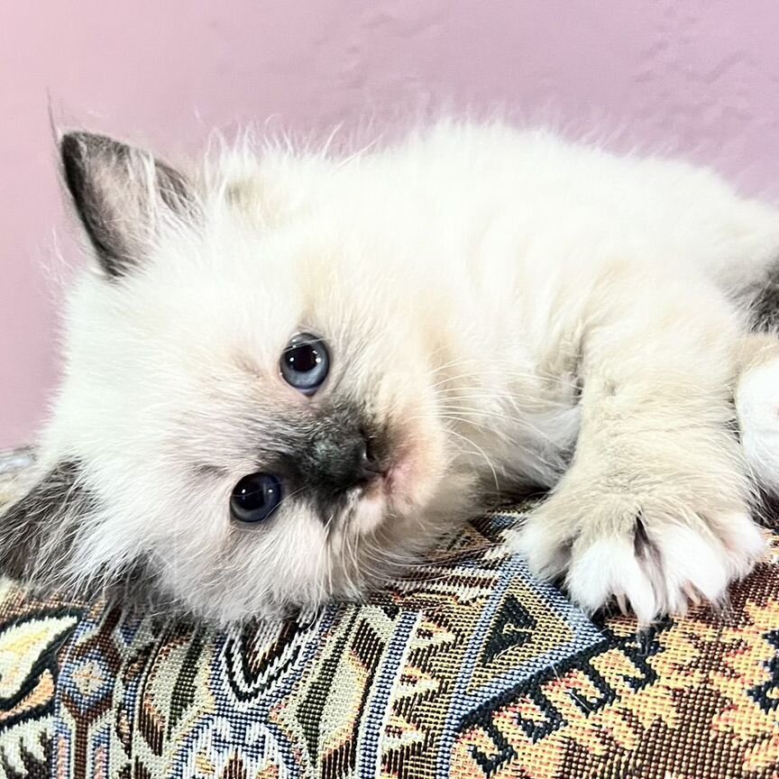 Рэгдолл котёнок
