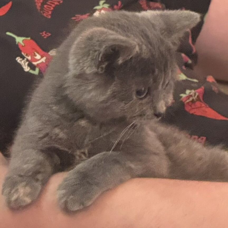 Британский короткошёрстный котёнок