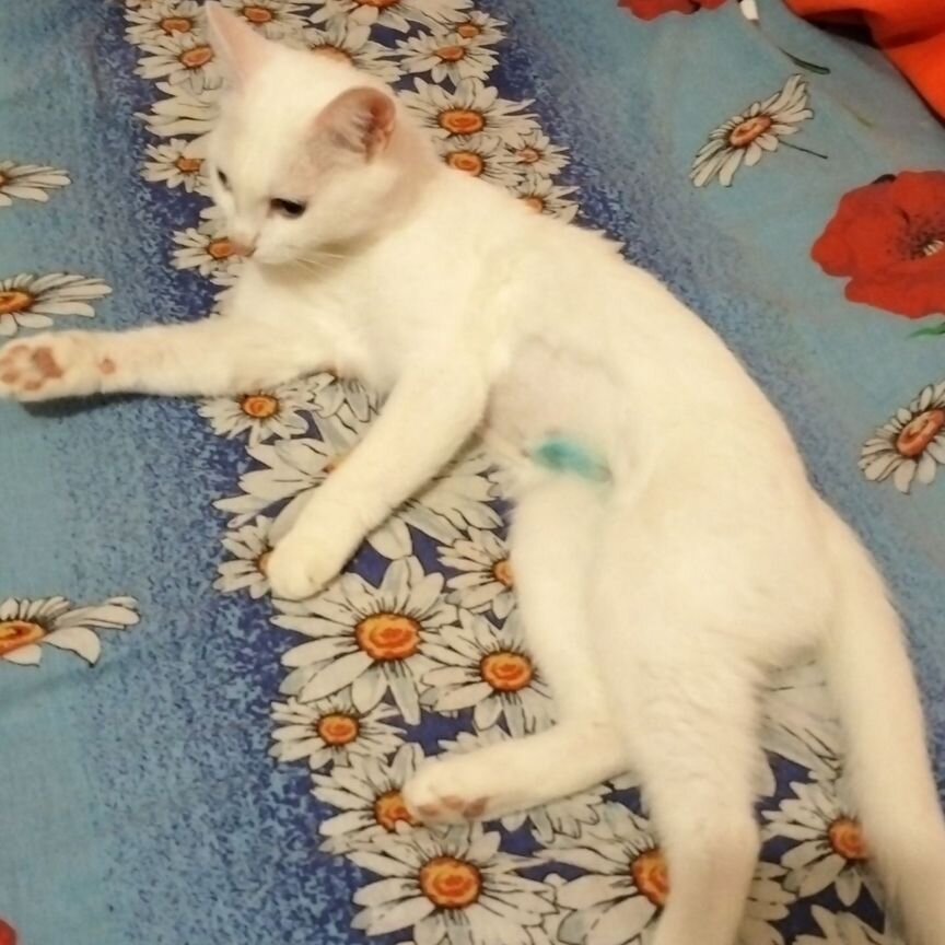 Отдам в добрые руки кошечку девочка