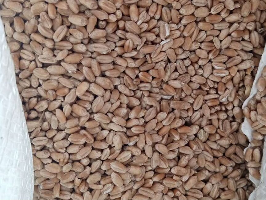 Пшеница в мешках