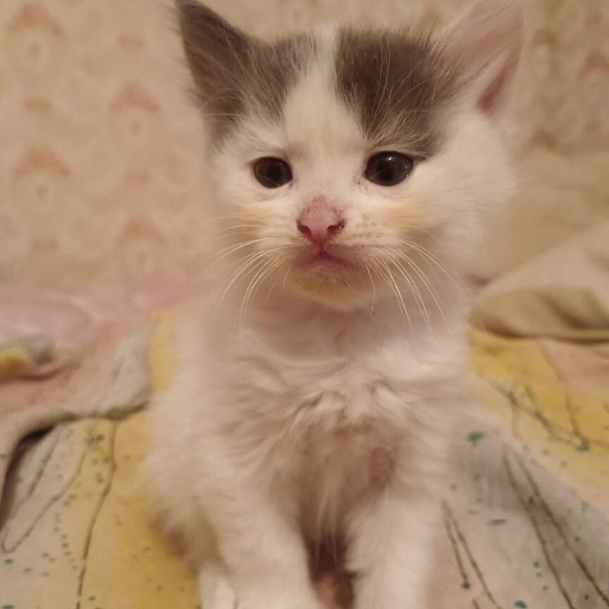 Котенок в добрые руки, нуждается в заботе