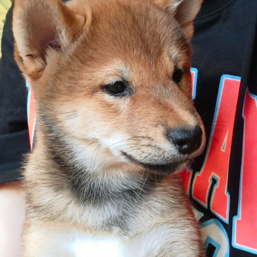 Щенки сиба ину