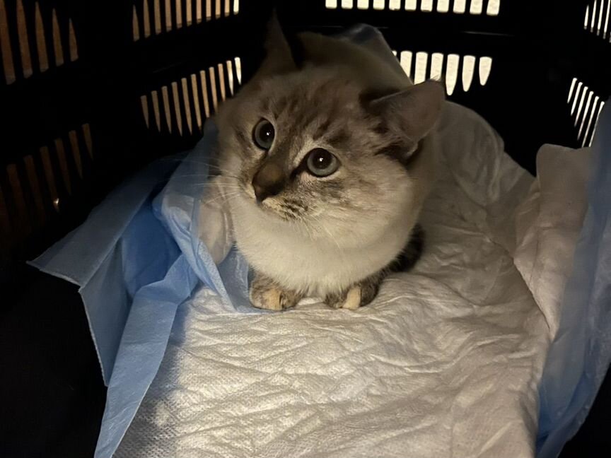 Тайская кошка