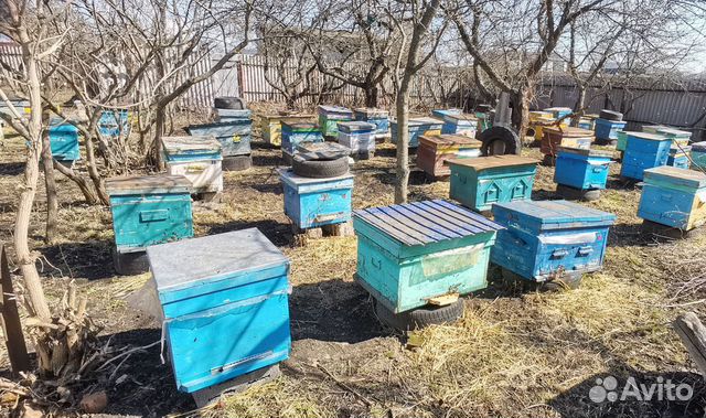 Продам пчелосемьи купить в Красной Яруге Животные и зоотовары Авито