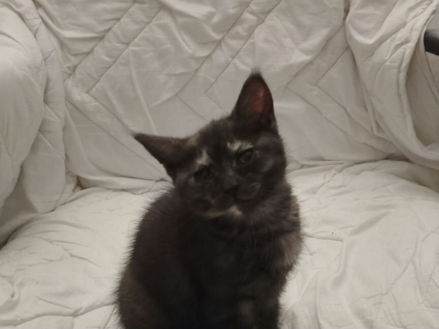 Котята в добрые руки бесплатно