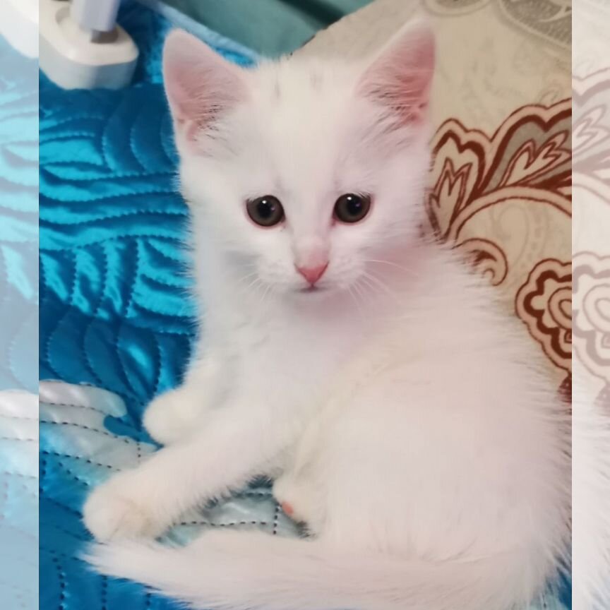 Эльф котёнок