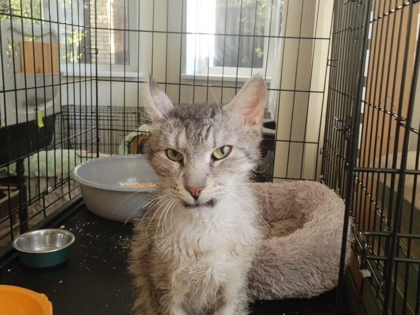 Котик на доживание