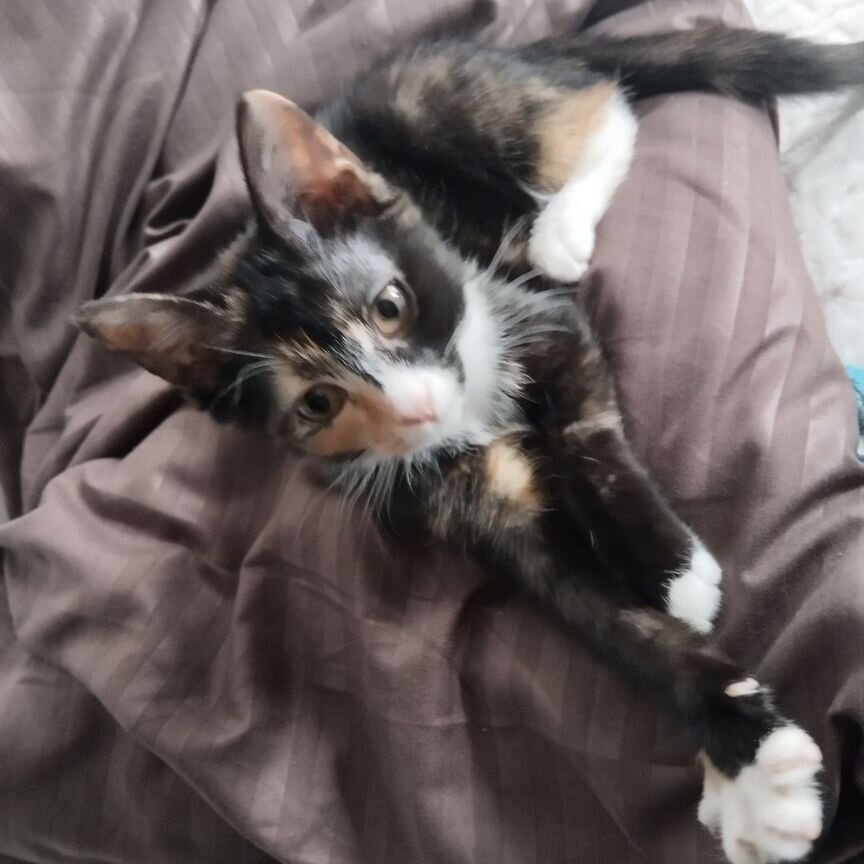 Котенок 3 месяца