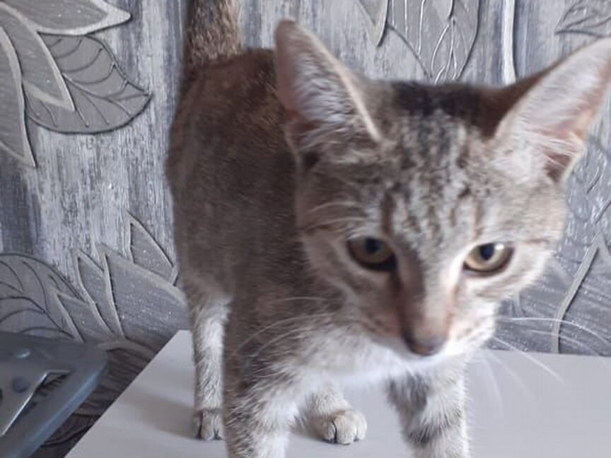 Котенок в добрые руки