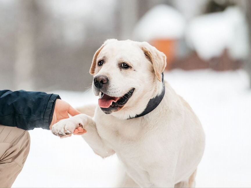 Лабрадор-мальчик в добрые руки