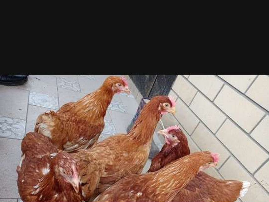 Куры несушки ломан браун