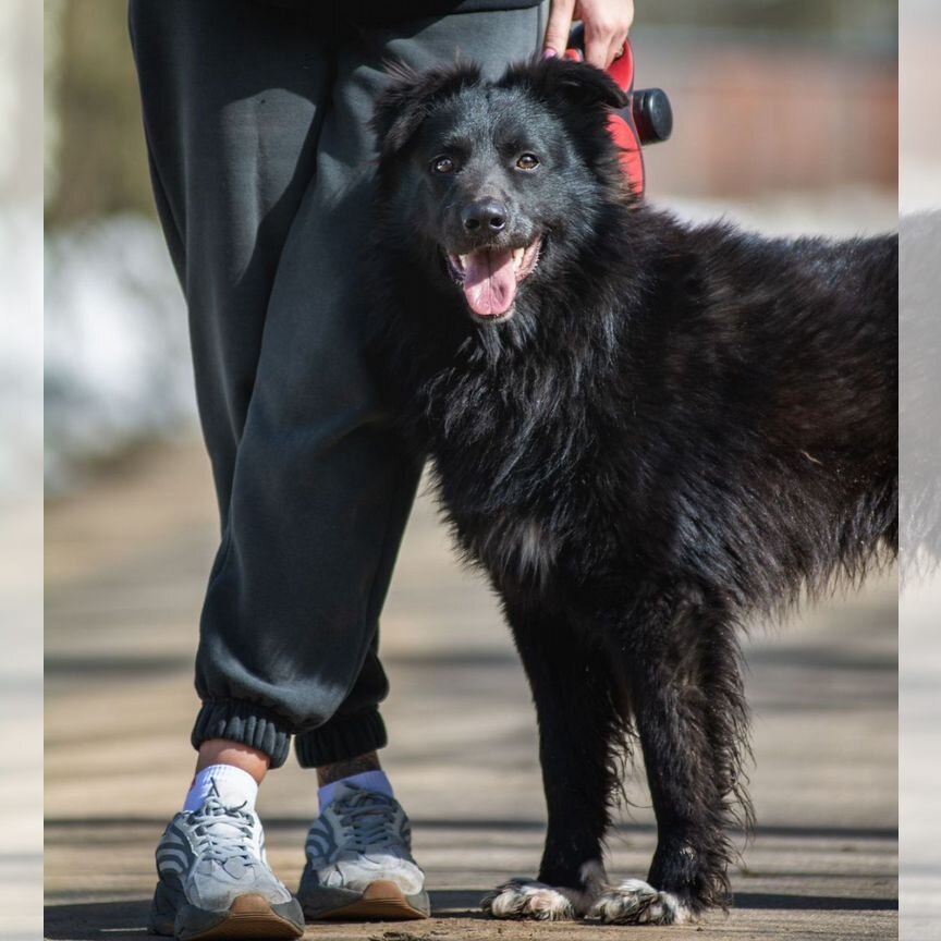 Благородный пёс, 1 год