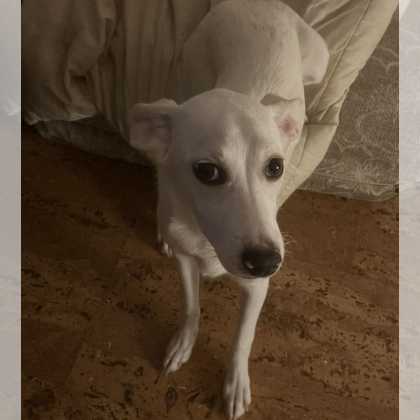 Джек-рассел-терьер, щенок