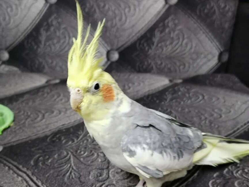 Попугай корелла