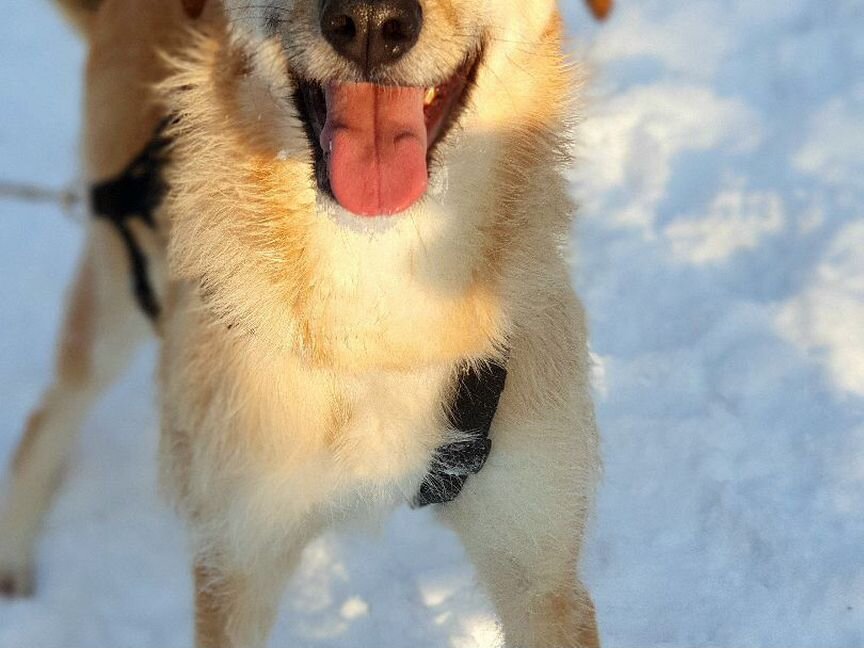 Собака душечка