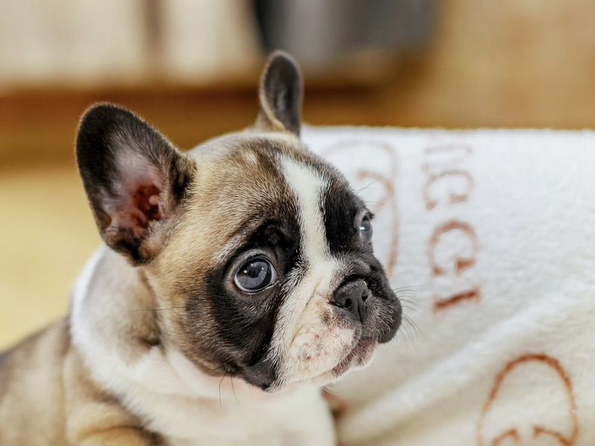 Французский бульдог