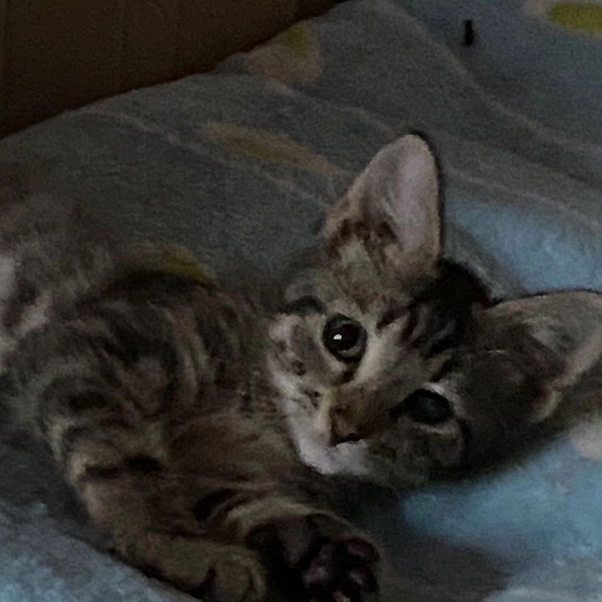 Кошечка 2,5 месяца