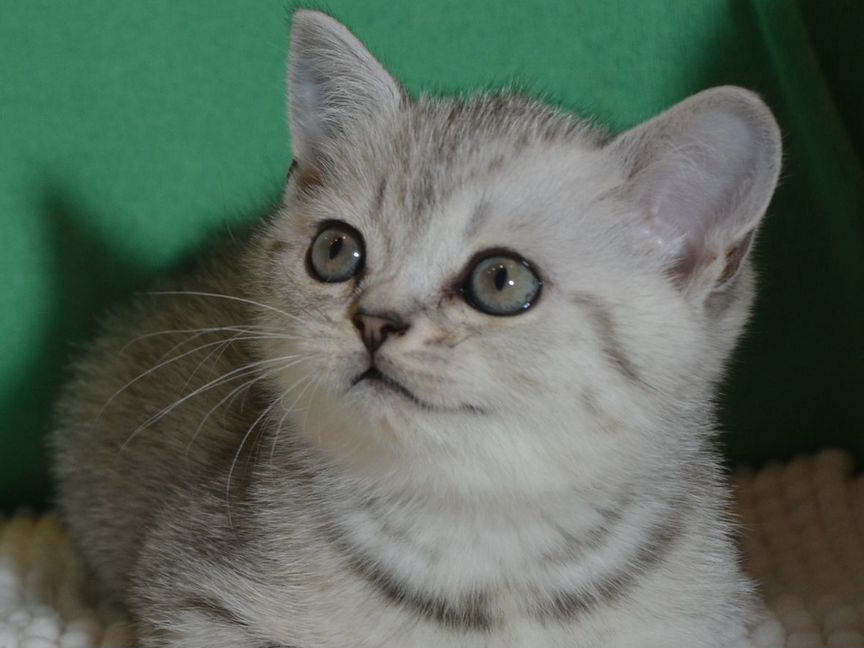 Серебристая красотка