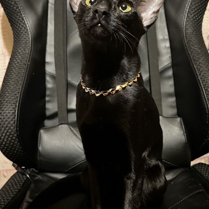 Кошка ищет жениха