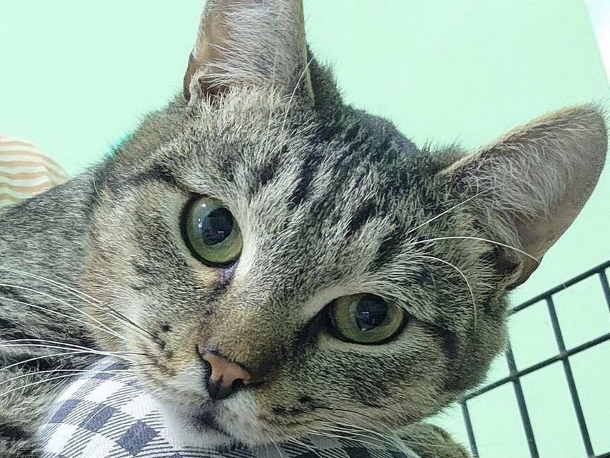 Китти. Обожающий обнимашки котик