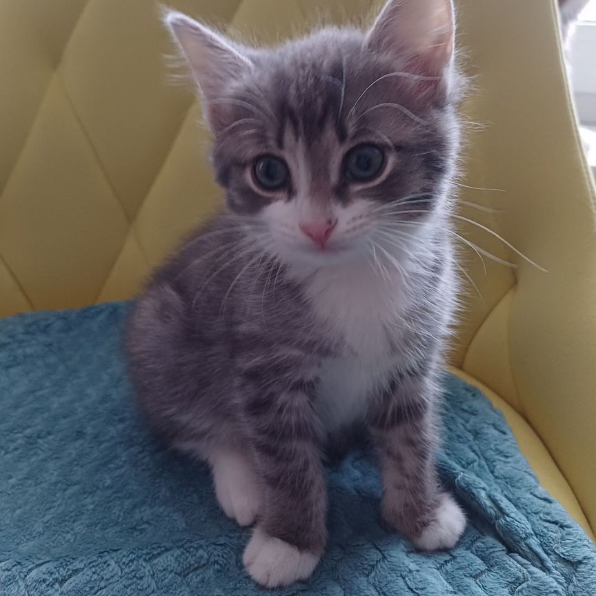 Котёнок в добрые руки