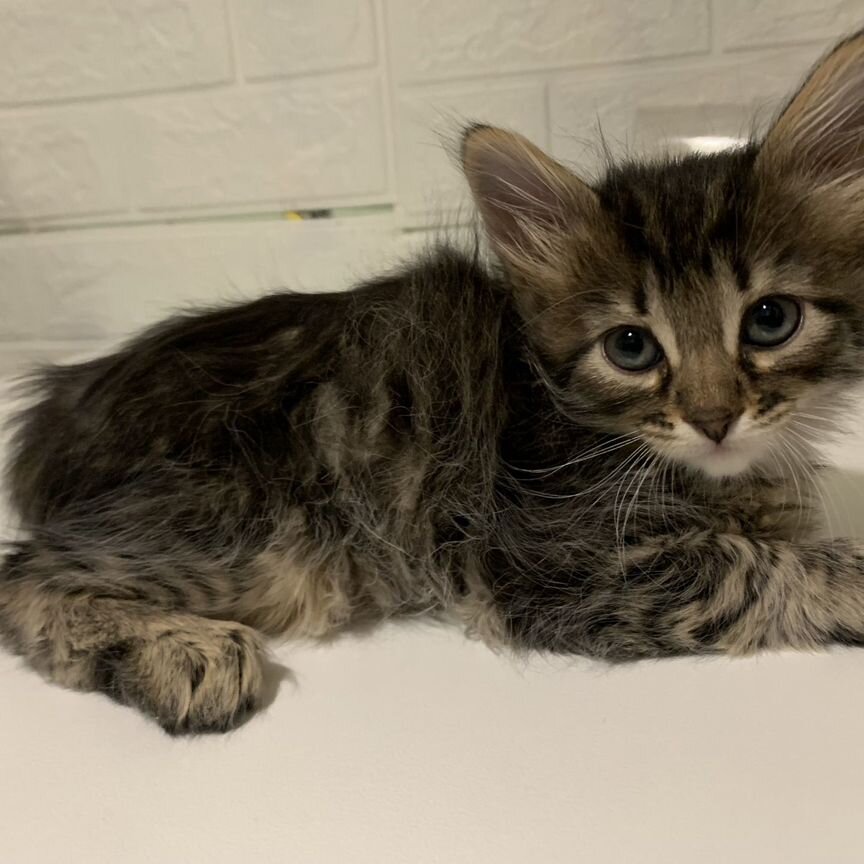 Котенок в добрые руки