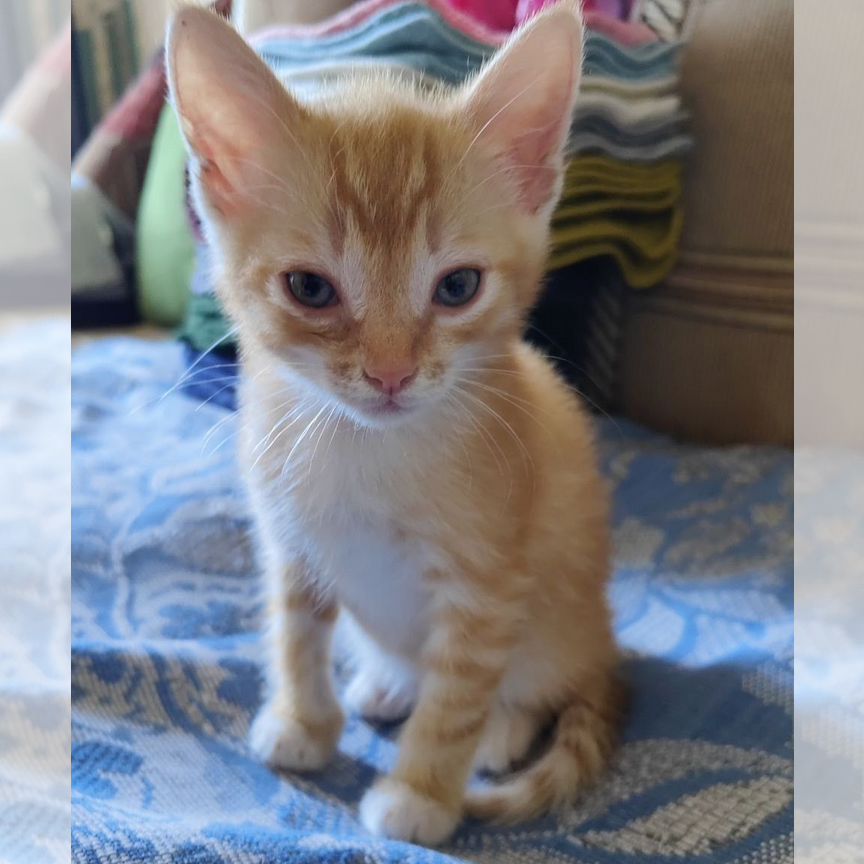 Котёнок в добрые руки