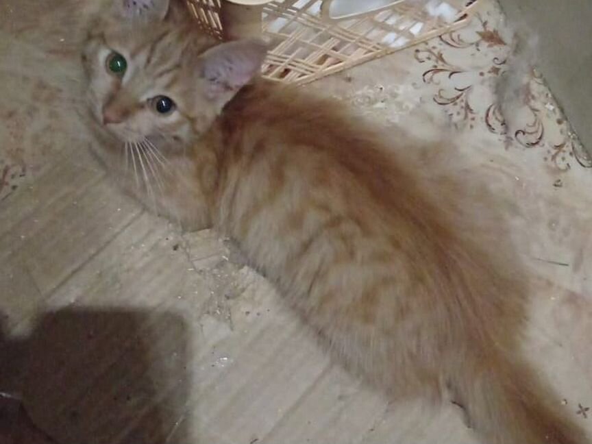 Рыжий котенок мальчик в добрые руки