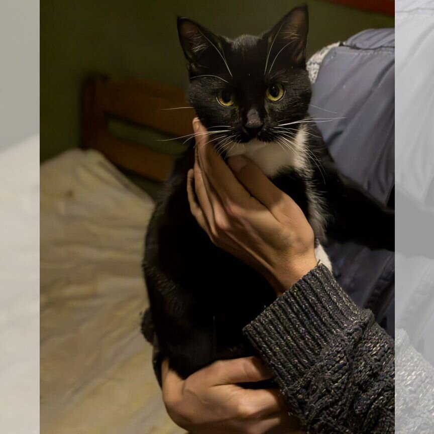 Котики бесплатно