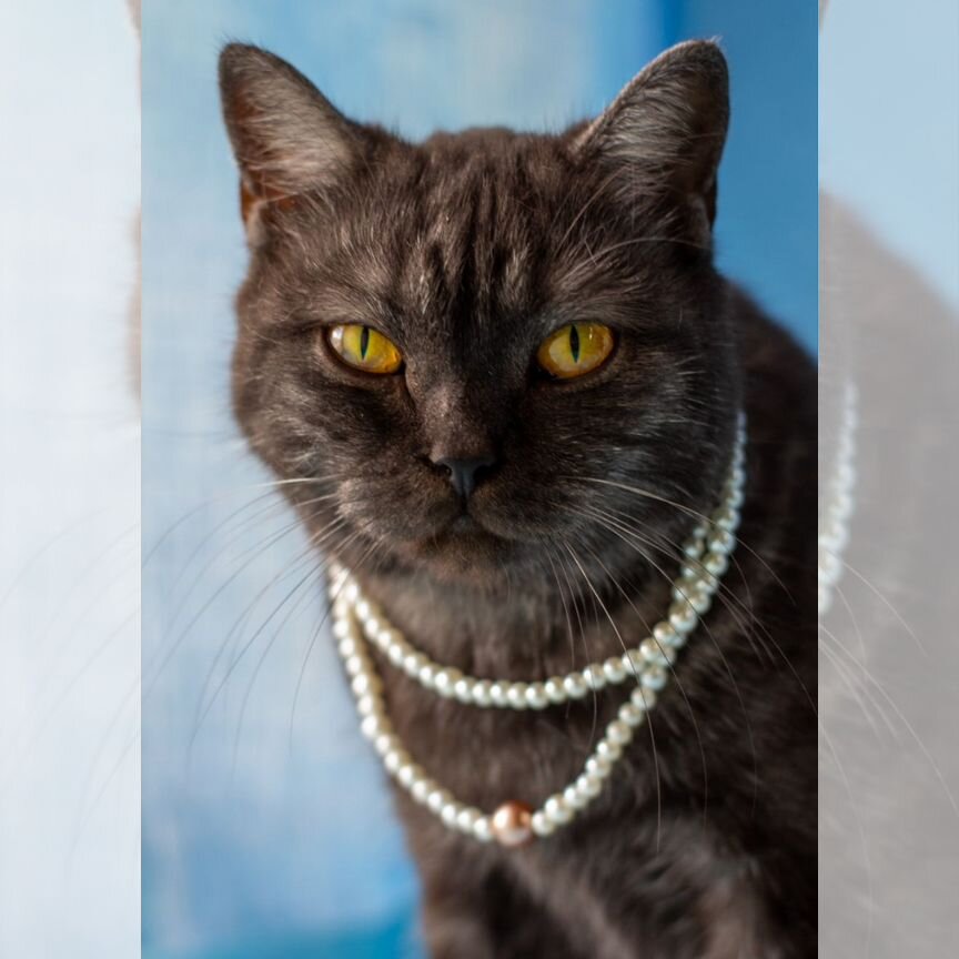 Кошка Дымка ищет семью