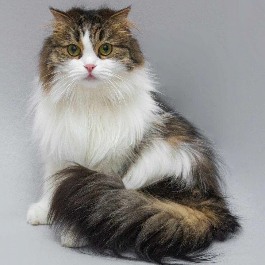 Шотландская вислоухая длинношёрстная, взрослая кошка