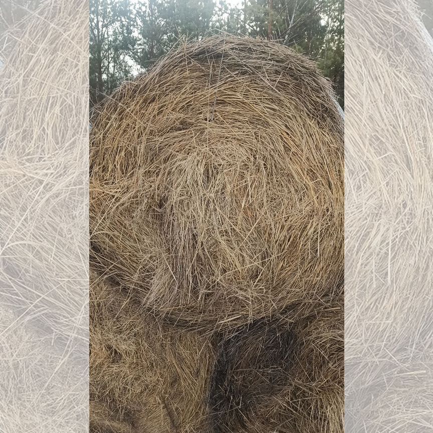 Продам сено в рулонах