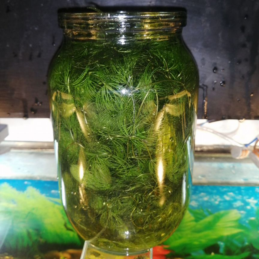 Аквариумная трава