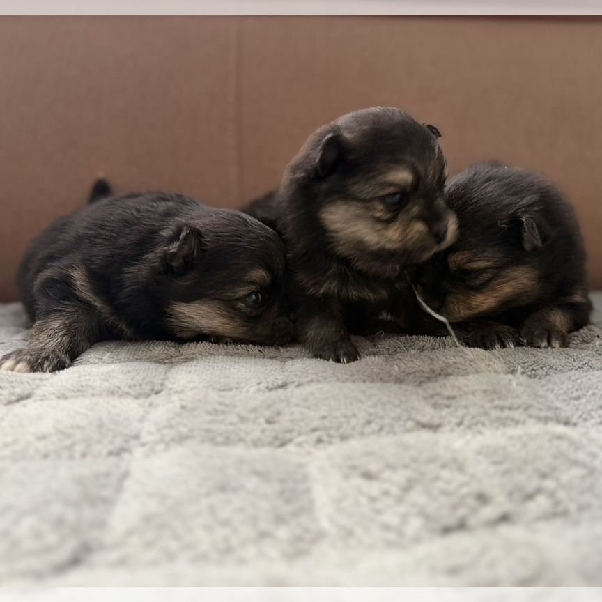 Померанский шпиц, щенок