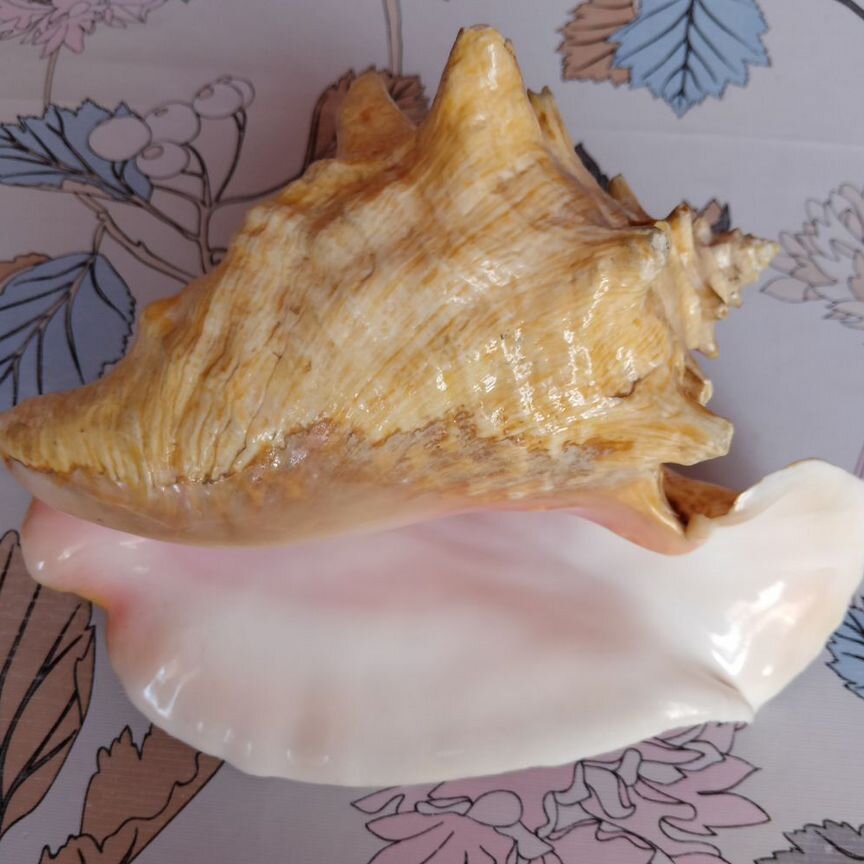 Раковина морская большая