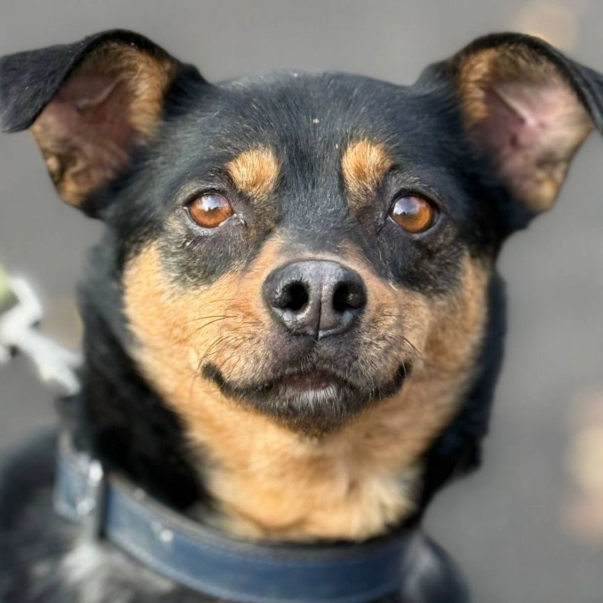 Цвергпинчер, щенок