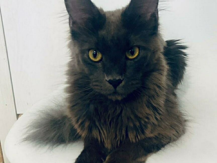 Кошки