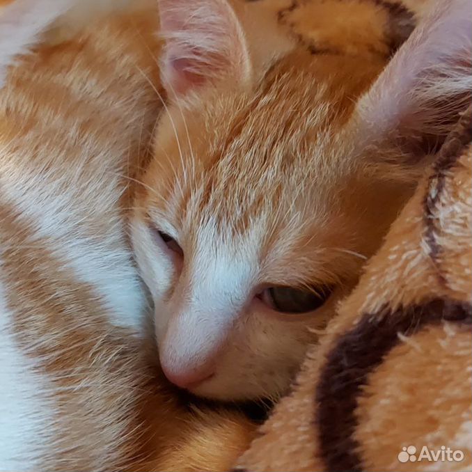 Рыжие братья