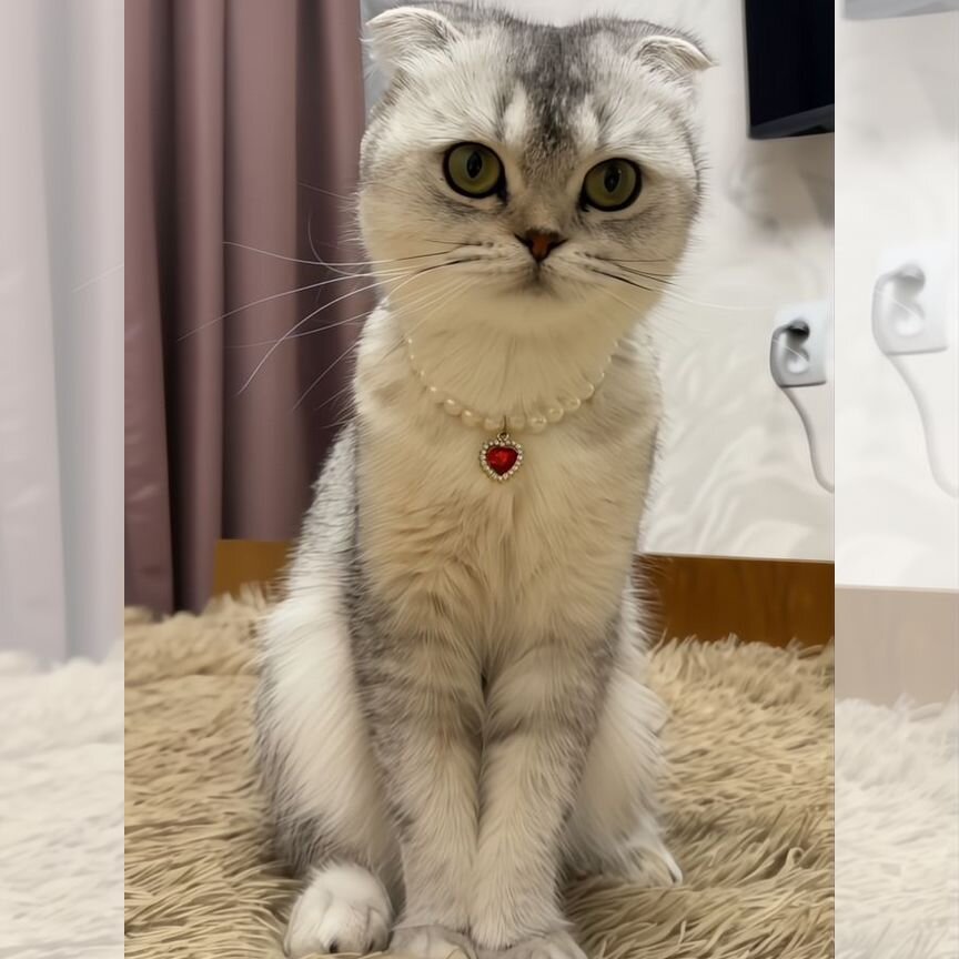 Шотландская вислоухая короткошёрстная, взрослая кошка