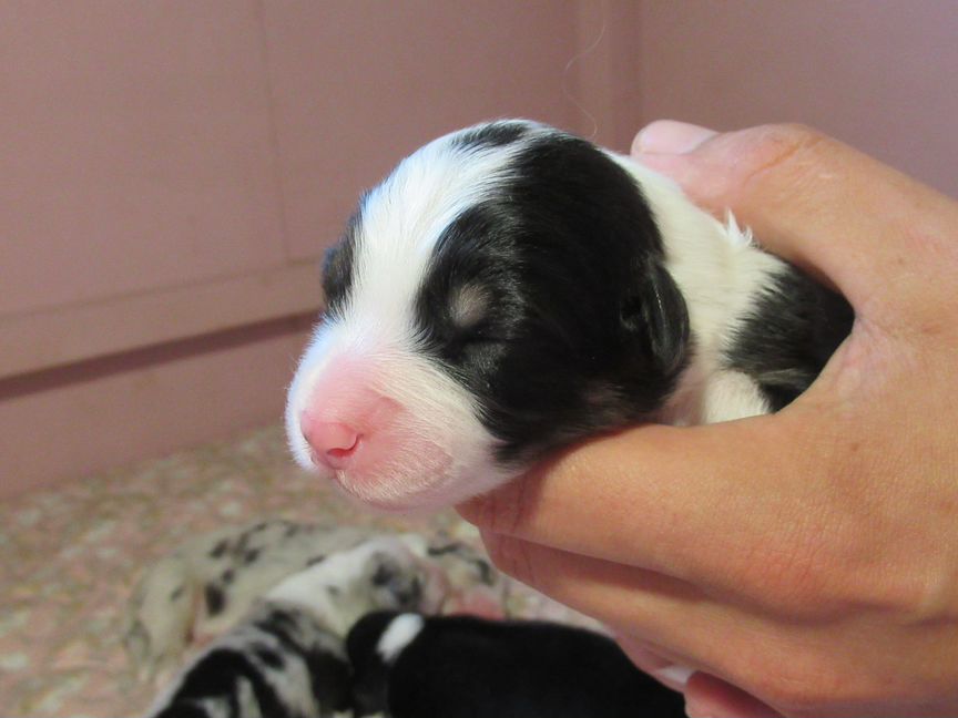 Аусси, австралийская овчарка