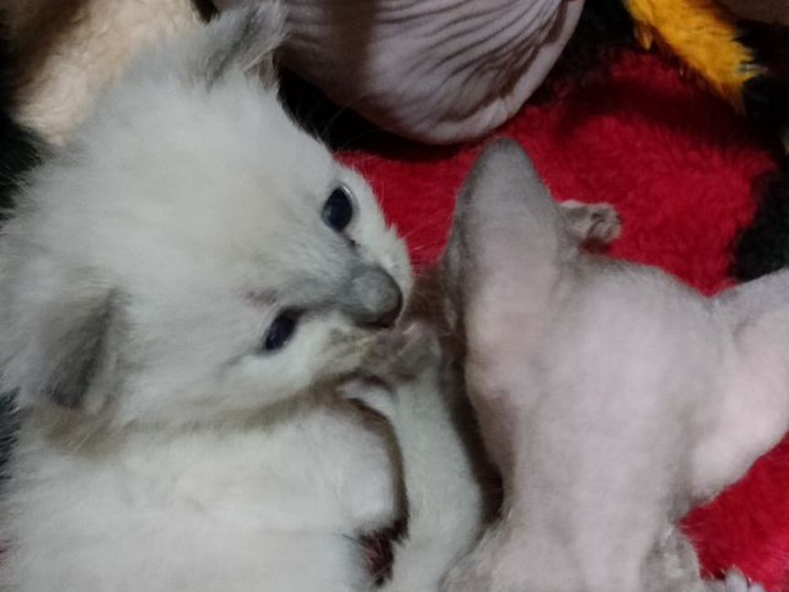 Кошка сфинкс