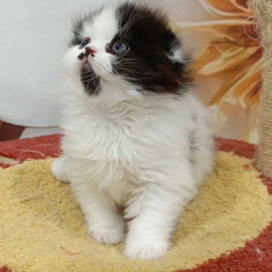 Шотландский вислоухий длинношёрстный котёнок
