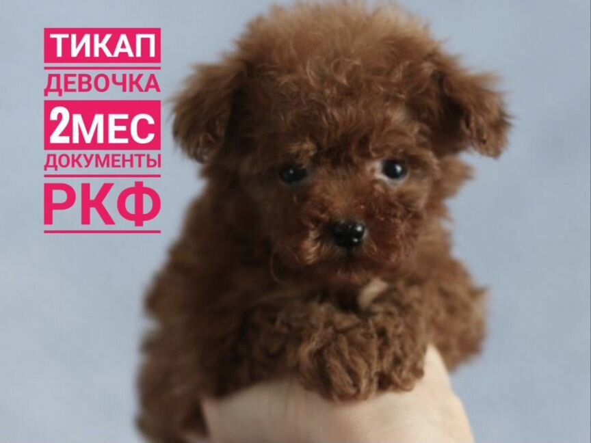 Тикап тедди пудель девочка с РКФ ред браун